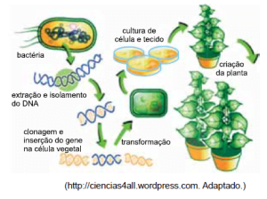 Questão resolvida sobre transgenia, da UEA - Biologia Resolvida