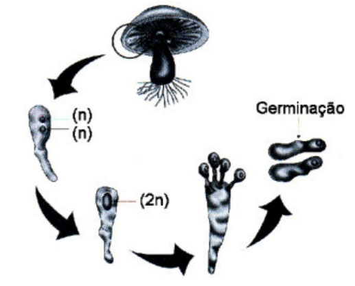 Questão resolvida sobre grupos de fungos, da UESPI - Biologia Resolvida
