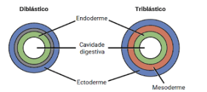 O que são animais diblásticos e animais triblásticos? - Biologia Resolvida