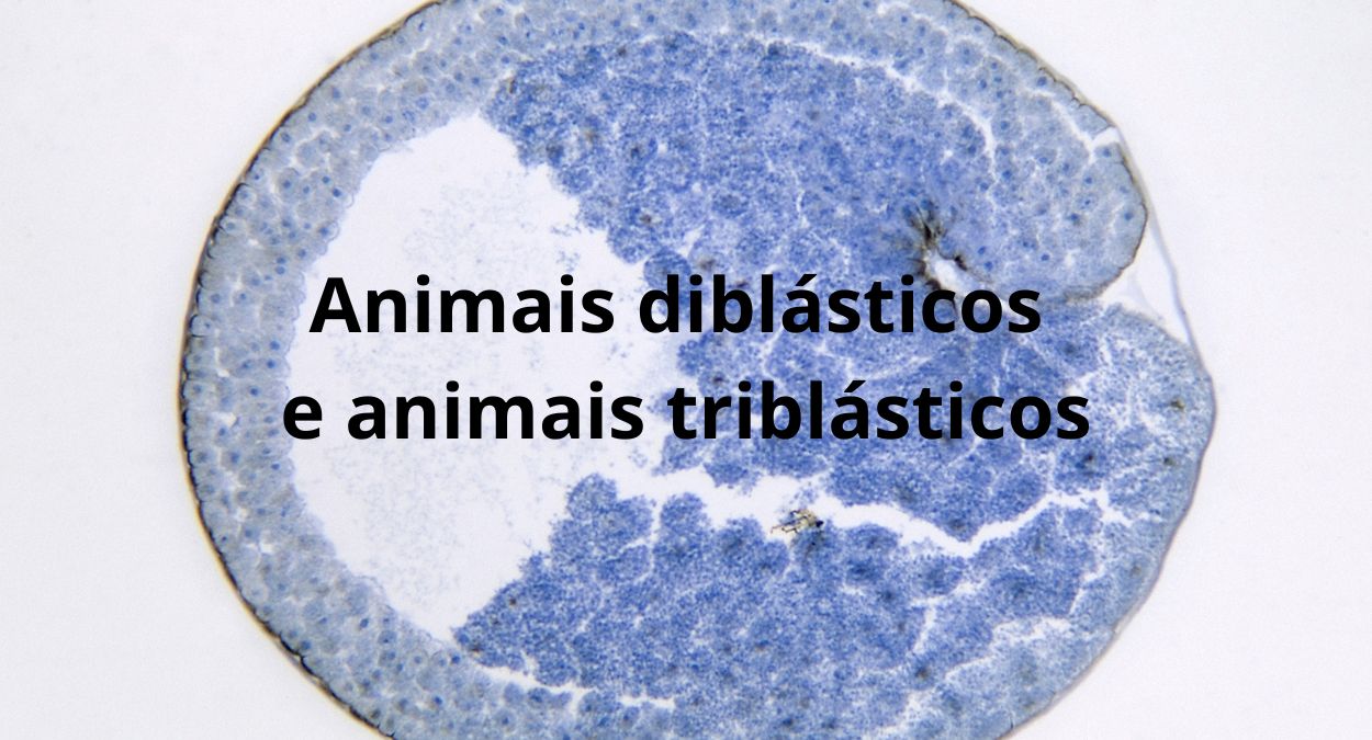 O que são animais diblásticos e animais triblásticos? - Biologia Resolvida