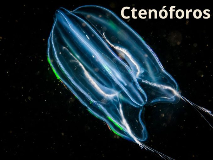 O que é neotenia? - Biologia Resolvida