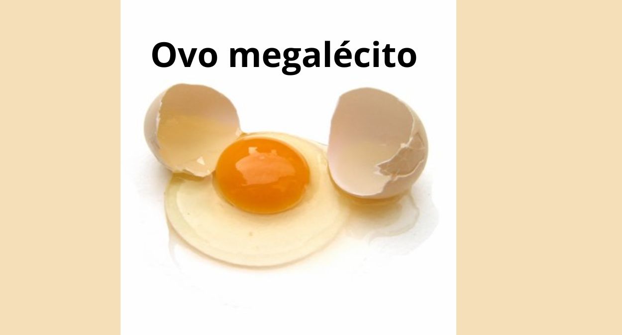 Resumo sobre tipos de ovos quanto à quantidade de vitelo - Biologia ...