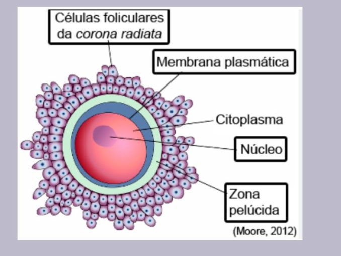 O que é partenogênese? - Biologia Resolvida